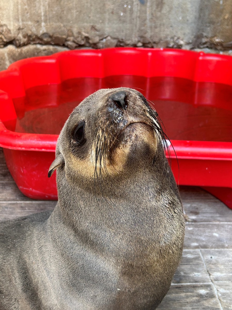 SAVE OUR SEALS ITS PUP SEASON | BackaBuddy