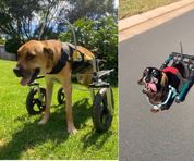 Vesper on Wheels fund | BackaBuddy